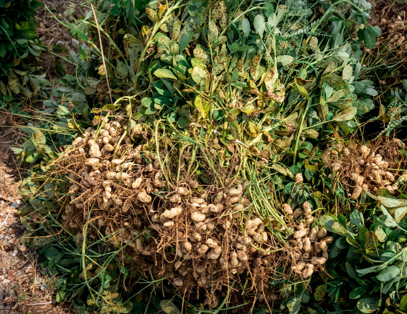 U.S. - Golden Peanut