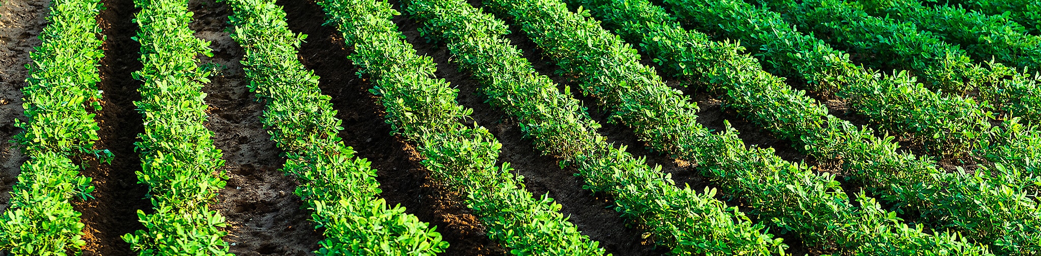 Argentina - Golden Peanut