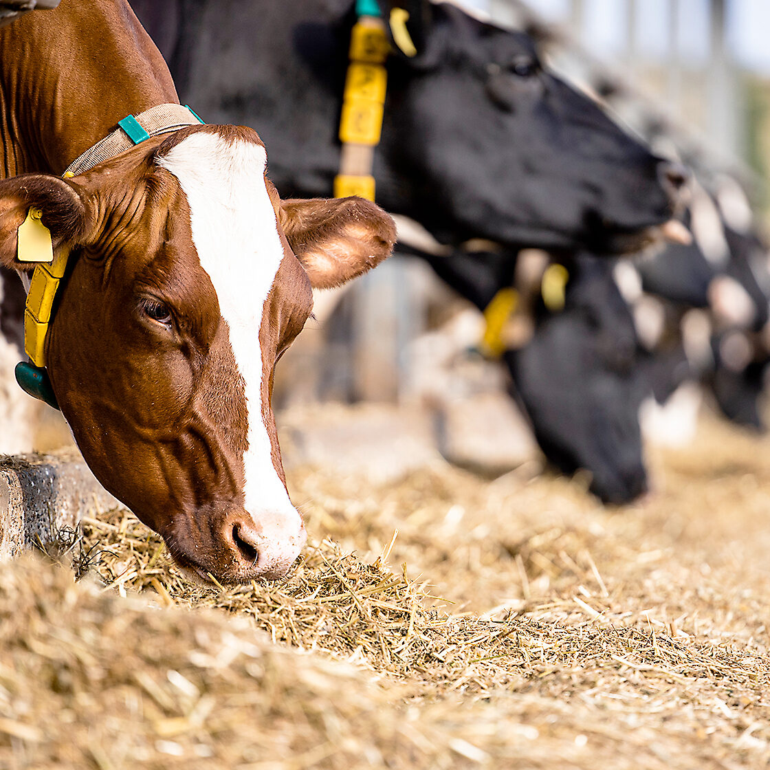 Hull & Fiber - Golden Peanut