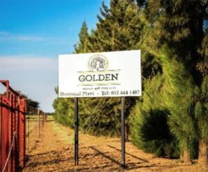 About Us - Golden Peanut
